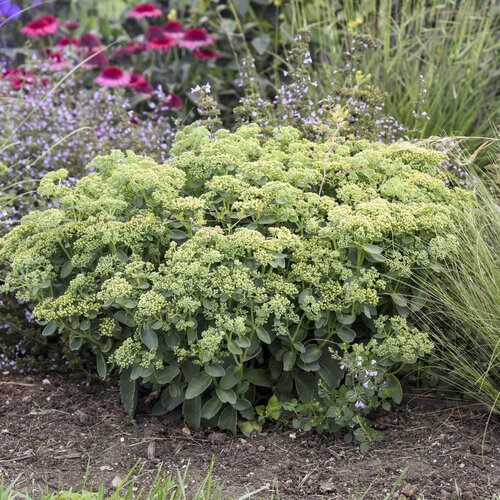 Rock 'N Grow® 'Lemonjade' Autumn Stonecrop - Plant Guide