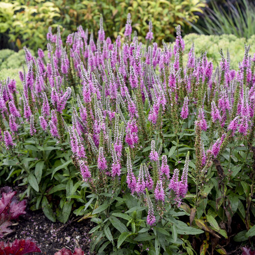 Magic Show® 'Pink Potion' Spike Speedwell - Plant Guide