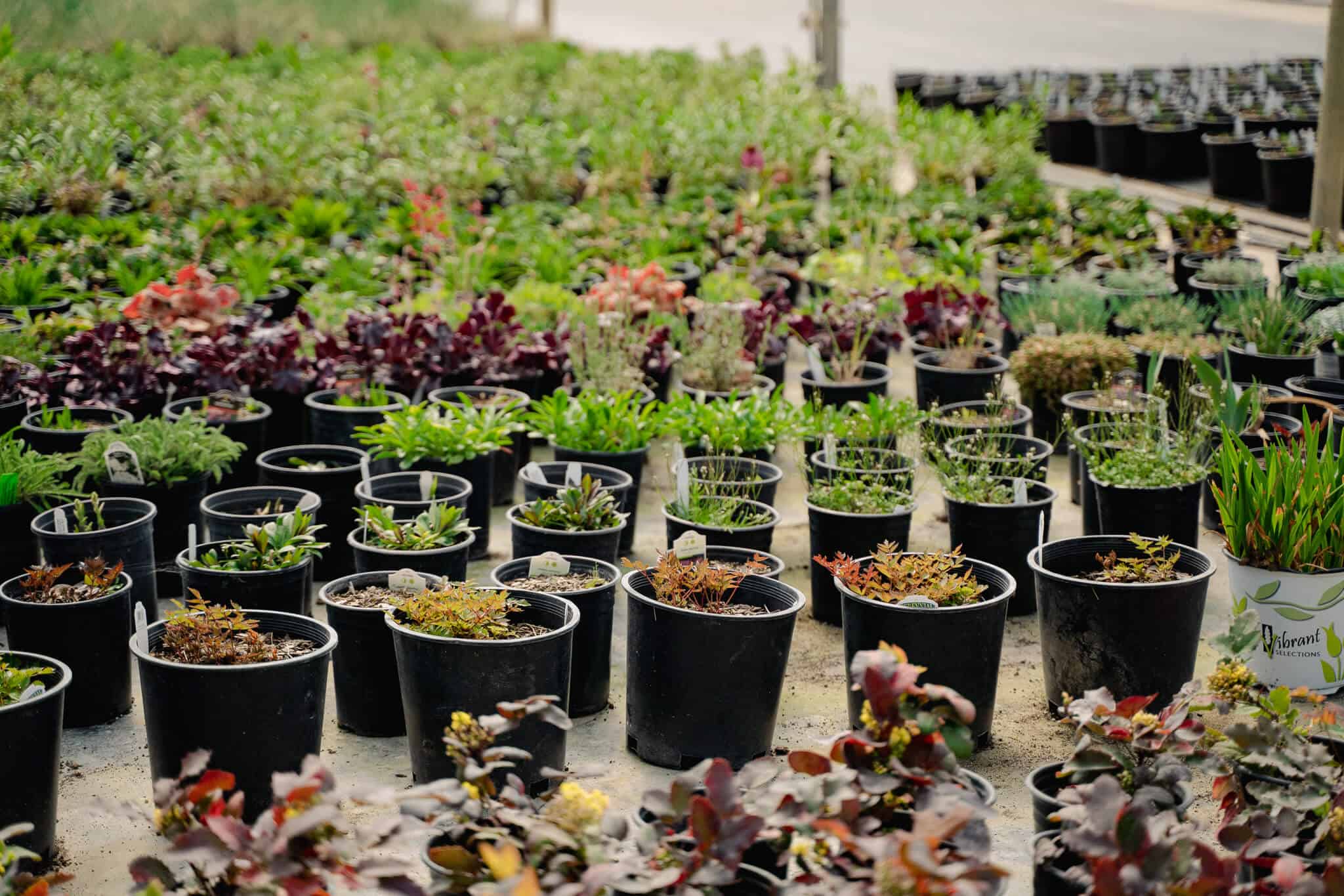 Meet Our Expert Team | Arbor Valley Nursery