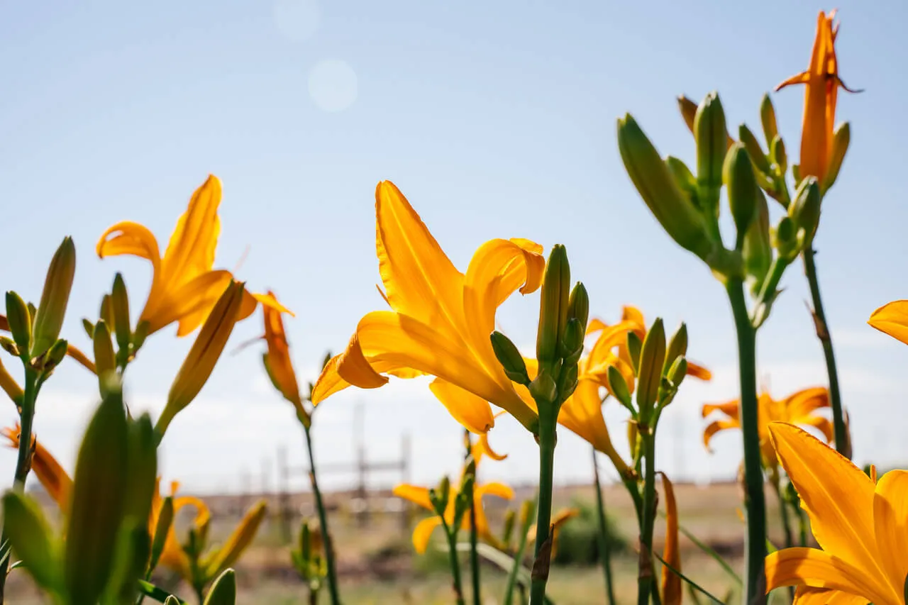 The Landscaper's Guide | Arbor Valley Nursery