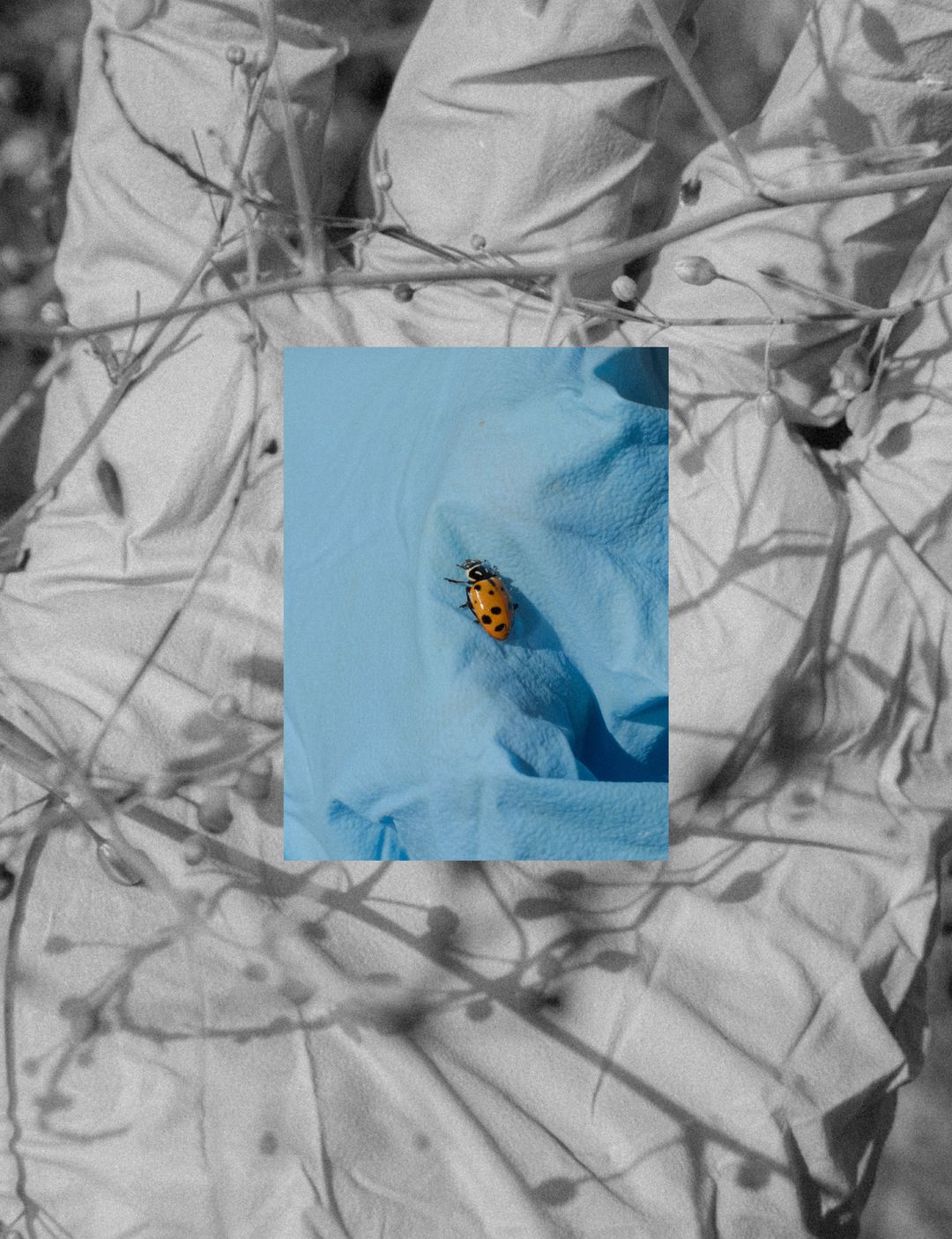 Companion—Platform