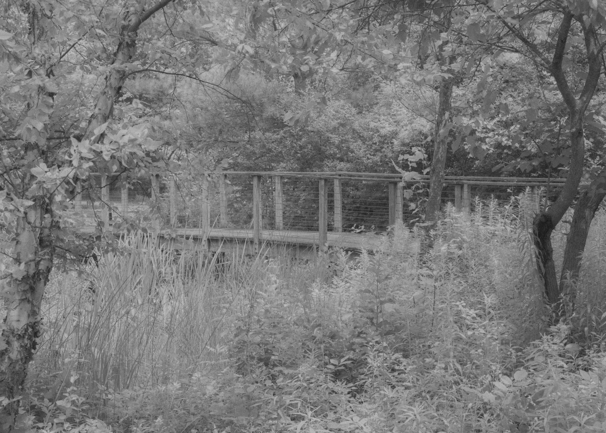 Companion—Platform