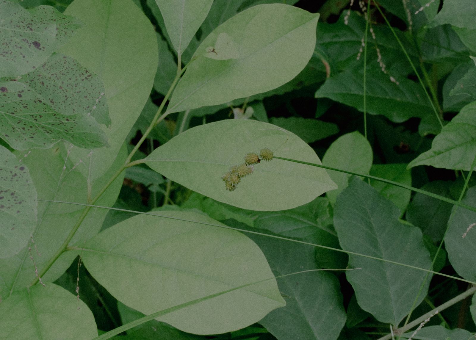 Companion—Platform