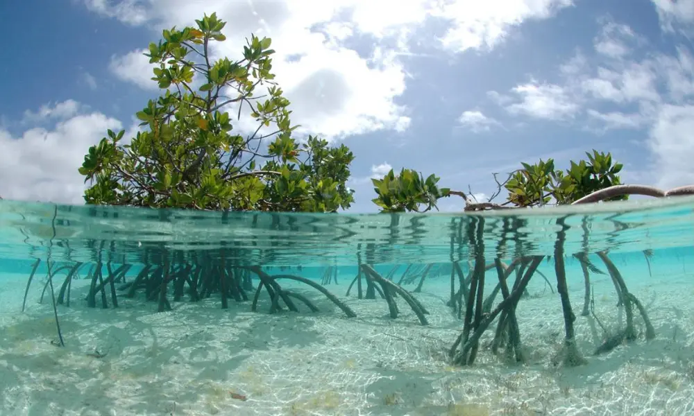 Bahamas: Seven Islands You Can Only Visit by Boat - Marinalife