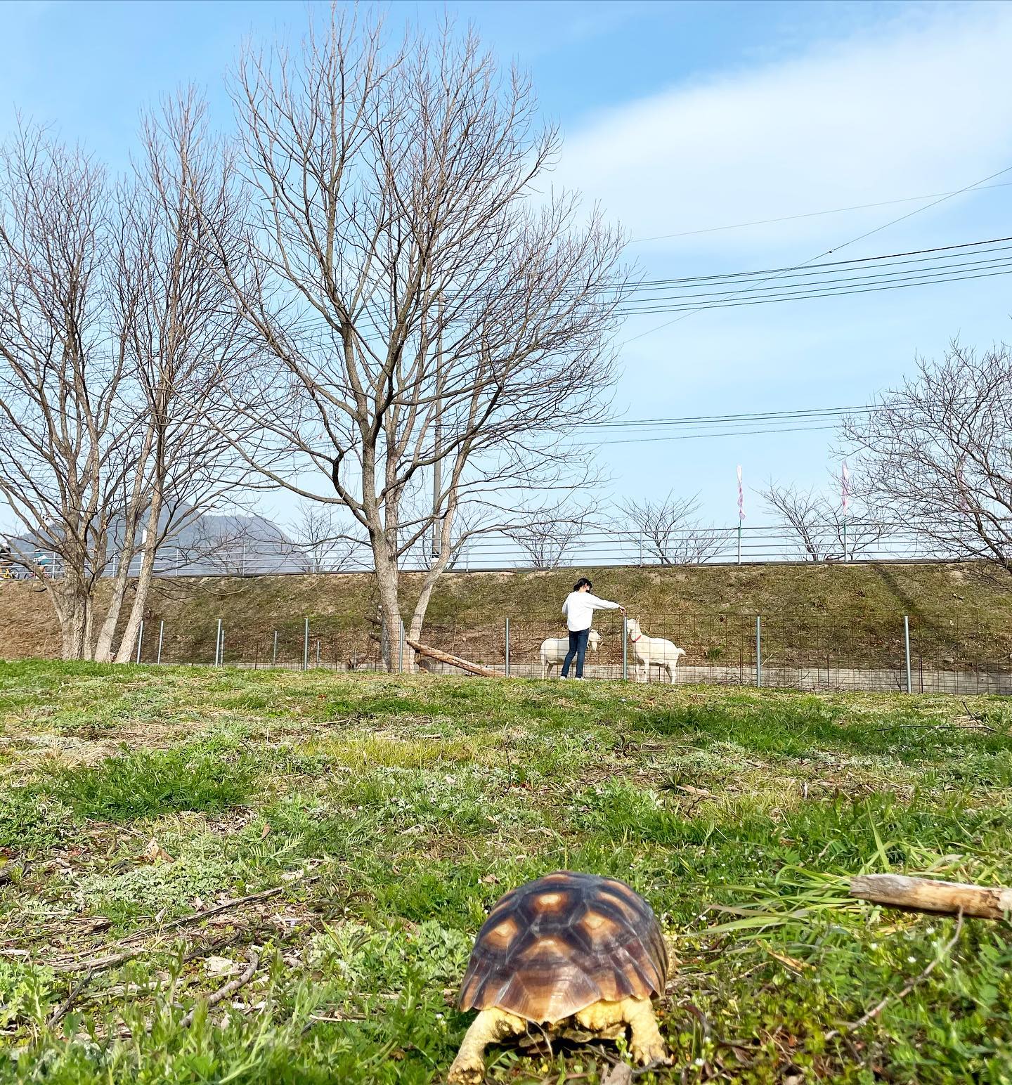 Inoue Ichigoen - ホーム