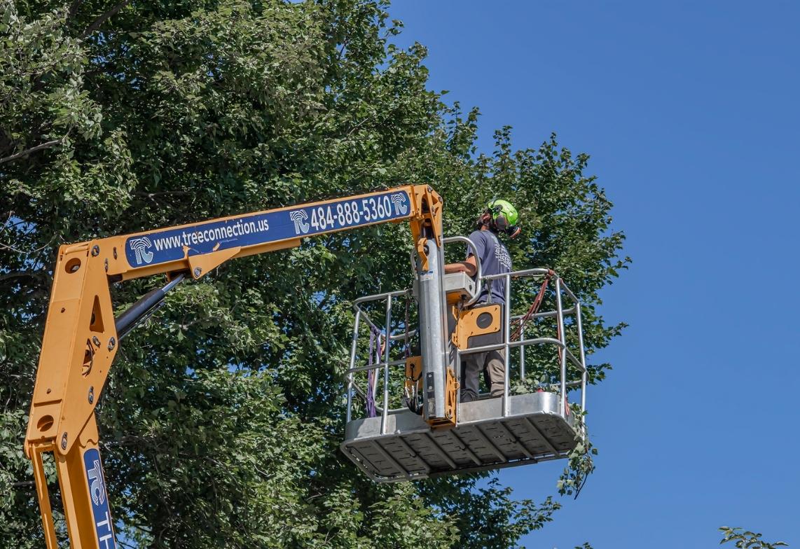The Tree Connection | Tree Services | Coatesville PA