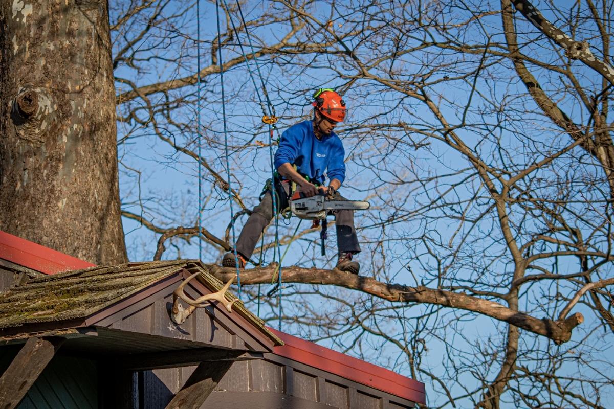 Fall Tree Trimming and Pruning | The Tree Connection | Coatesville, PA