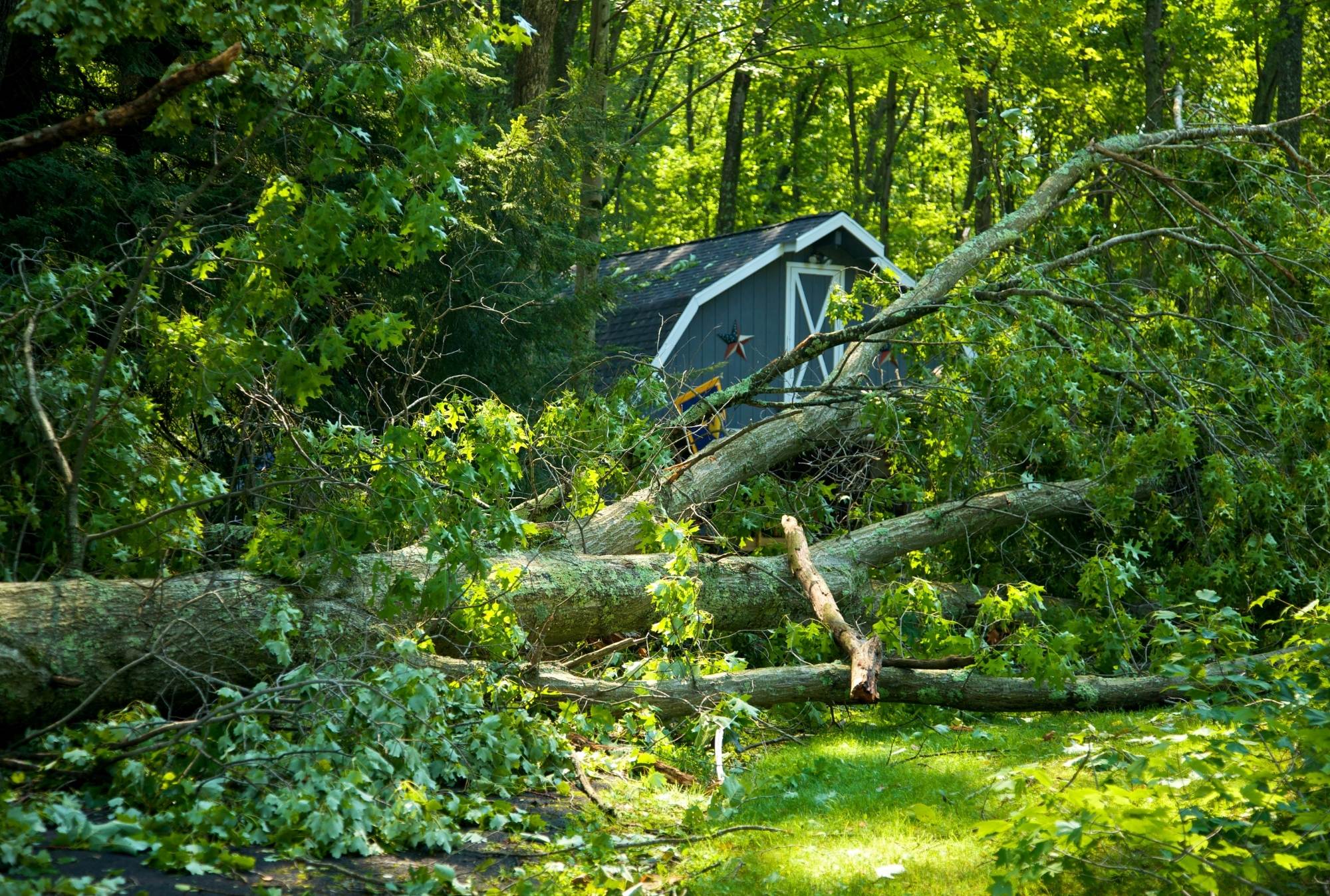 Winter Storm Damage | The Tree Connection | Coatesville, PA