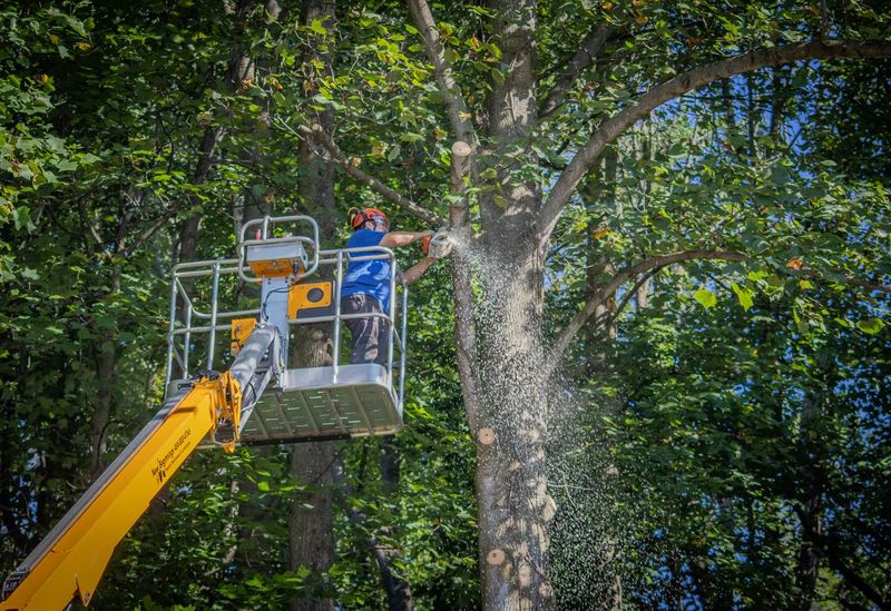 The Tree Connection | Tree Services | Coatesville PA