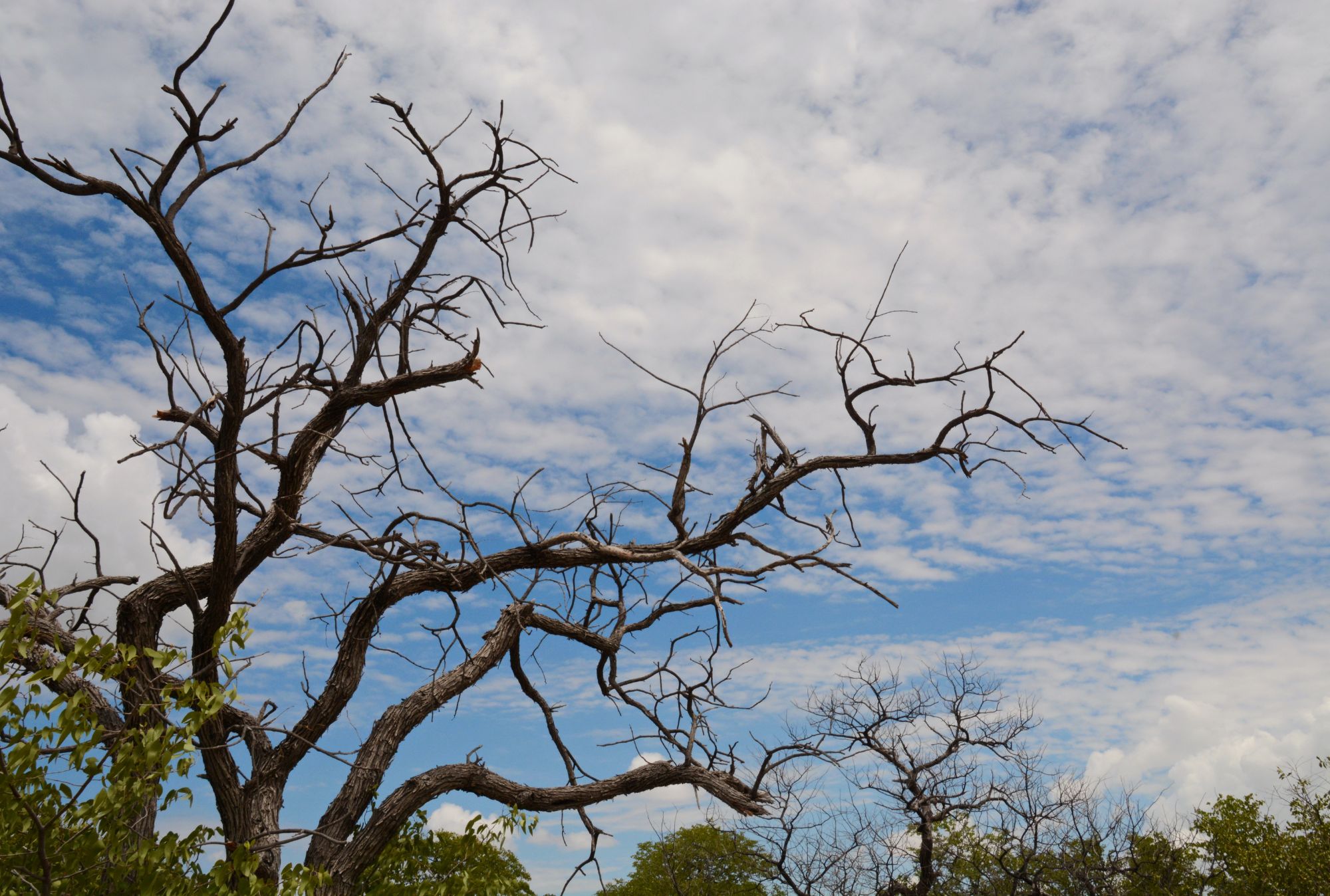 Signs Your Tree is Dying | The Tree Connection | Coatesville, PA