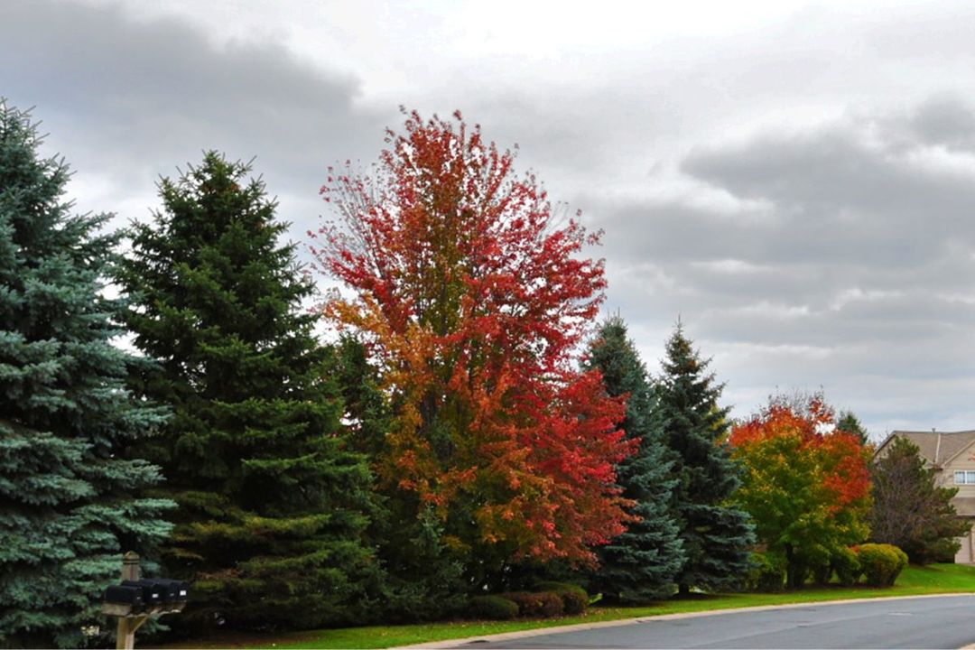 The Tree Connection | Tree Services | Coatesville PA