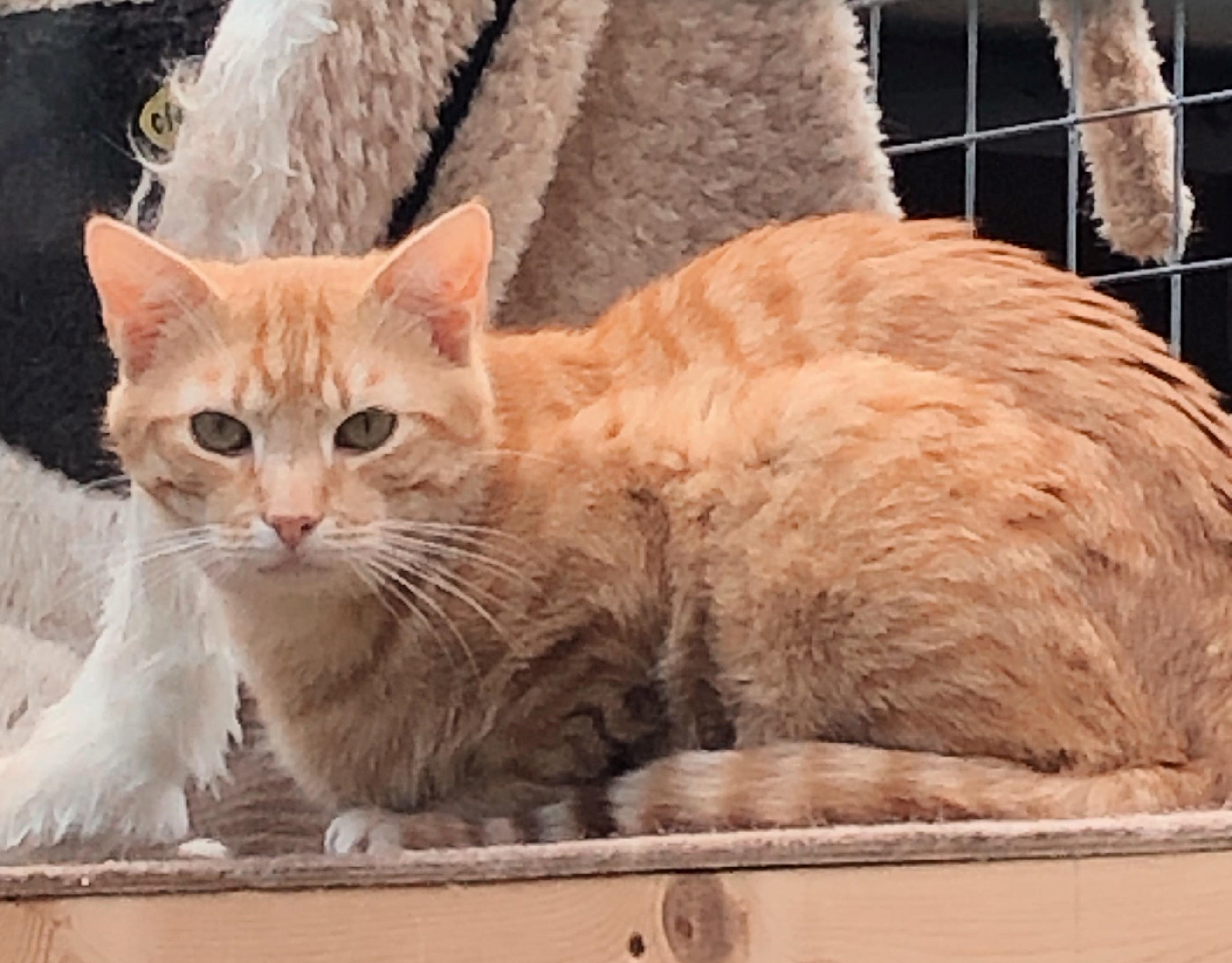 Harrison - Our Cats - Filey Cat Rescue