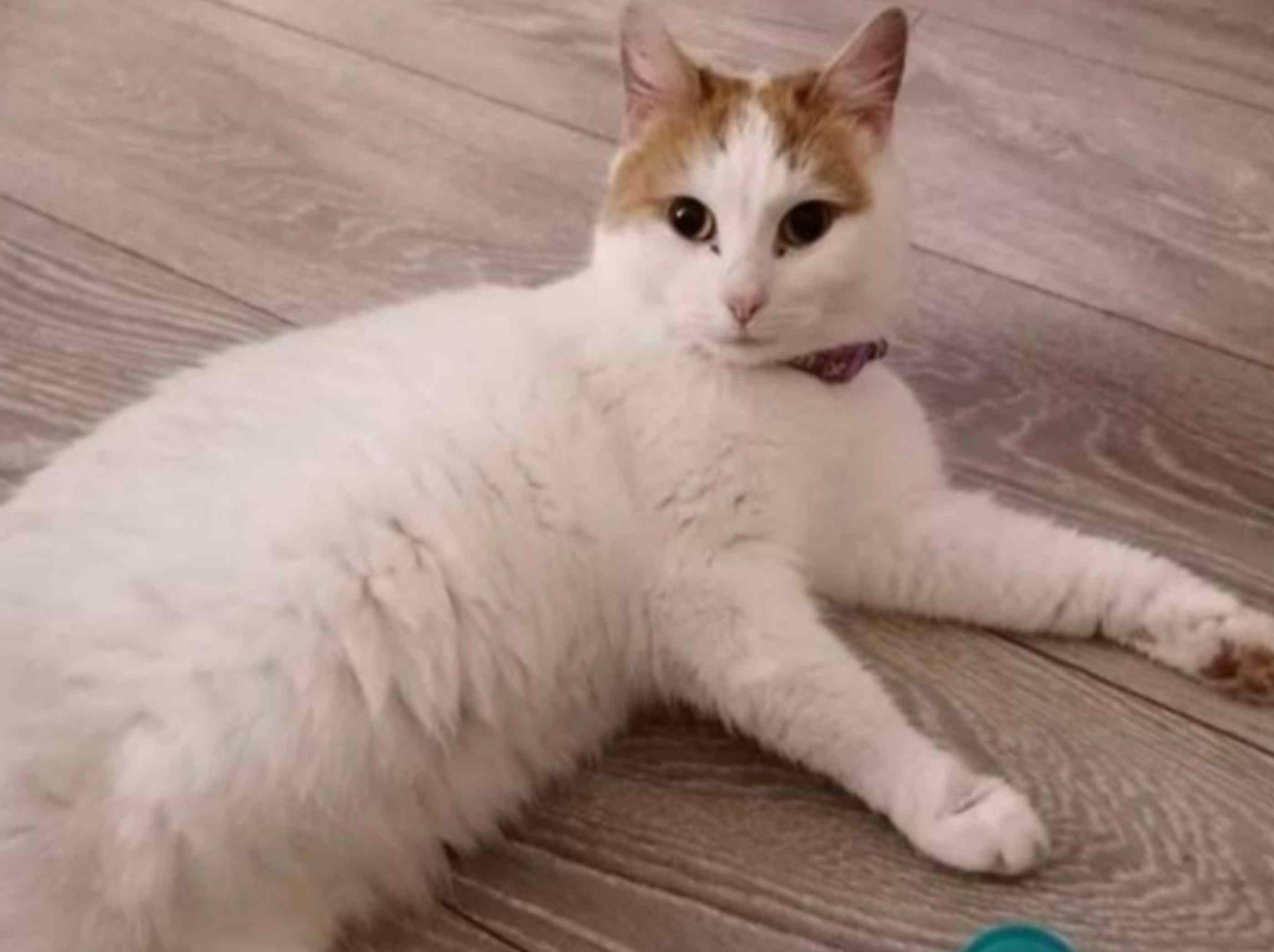 Smudge - Our Cats - Filey Cat Rescue