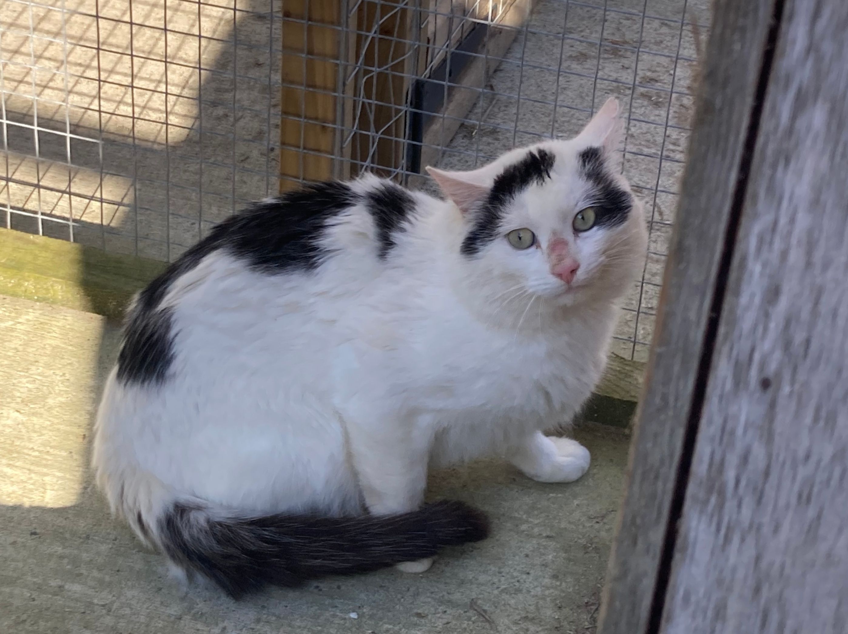 Terry - Our Cats - Filey Cat Rescue