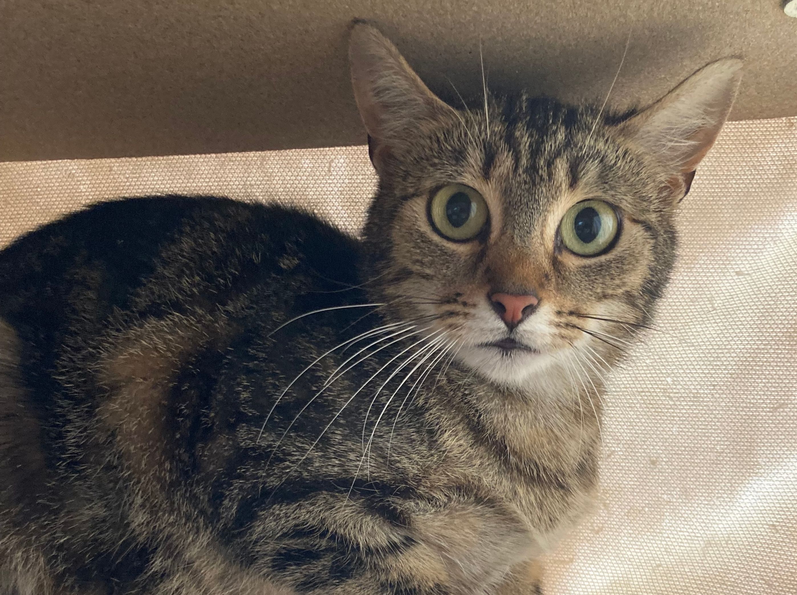 Mandy Our Cats Filey Cat Rescue