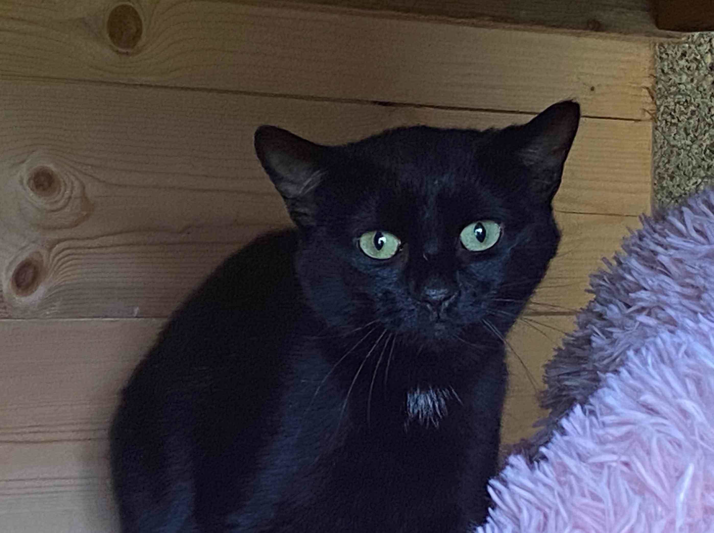 Inky - Our Cats - Filey Cat Rescue