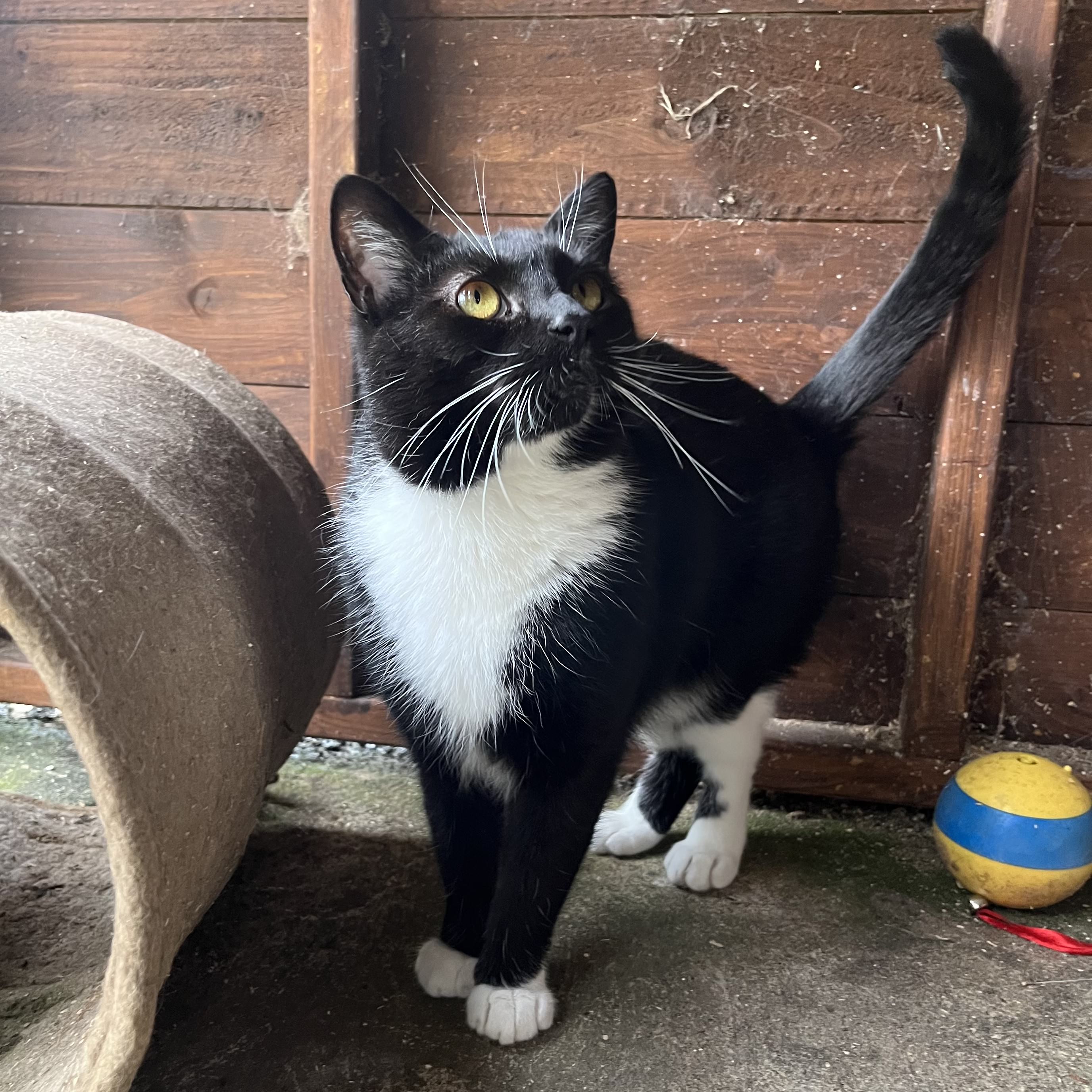 Emma - Our Cats - Filey Cat Rescue