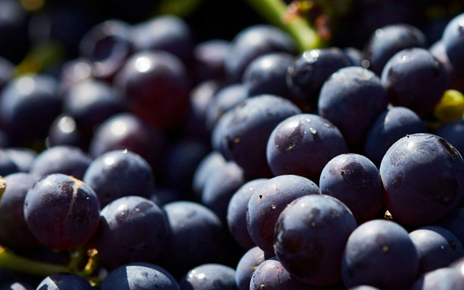 English Winery & Vineyard Sevenoaks, Kent