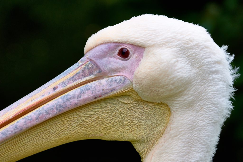 National Interpretations of High Conservation Values – new guide | HCV ...