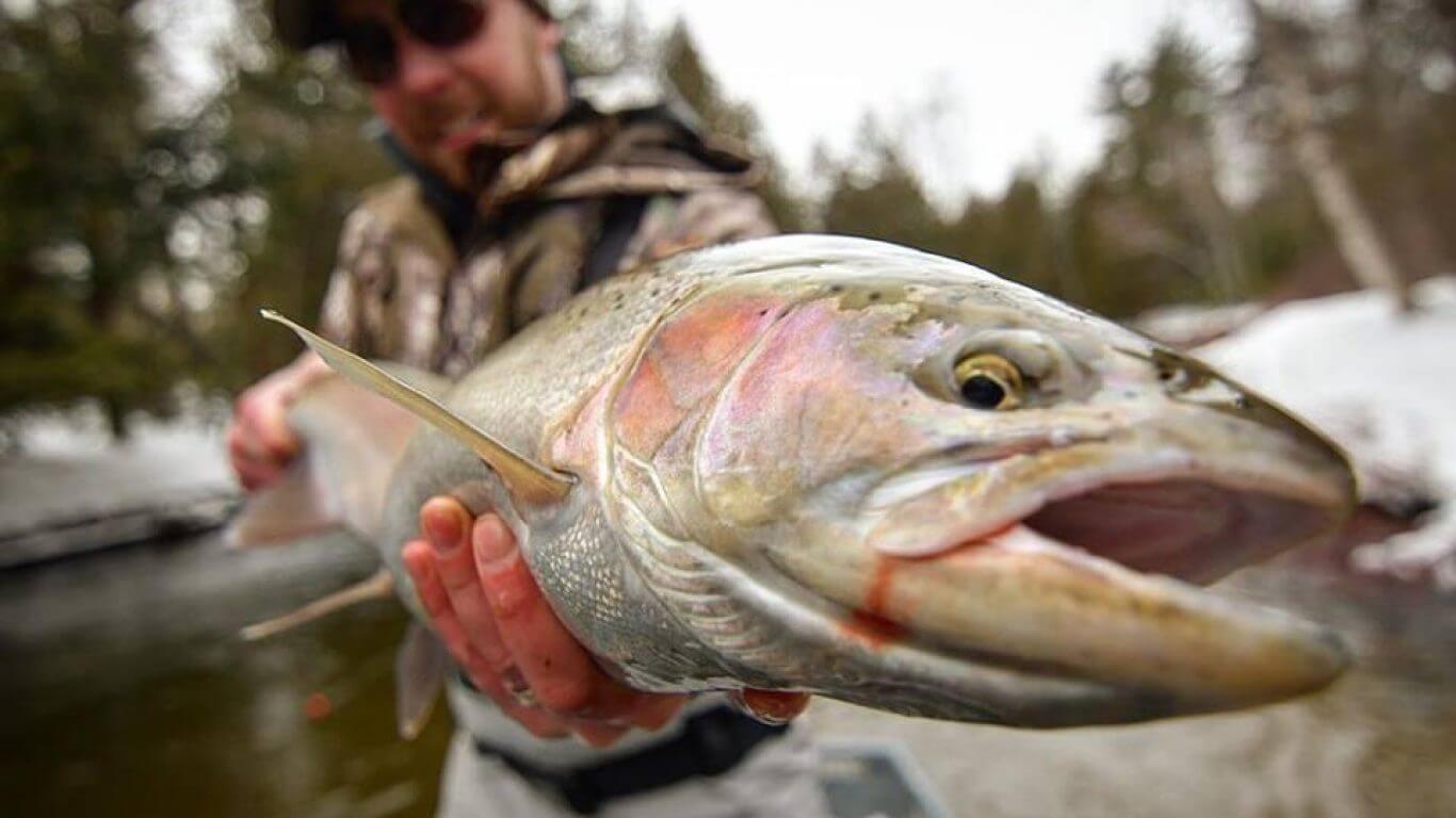 62743a45e31927122566c22e_steelhead-fishing.jpeg