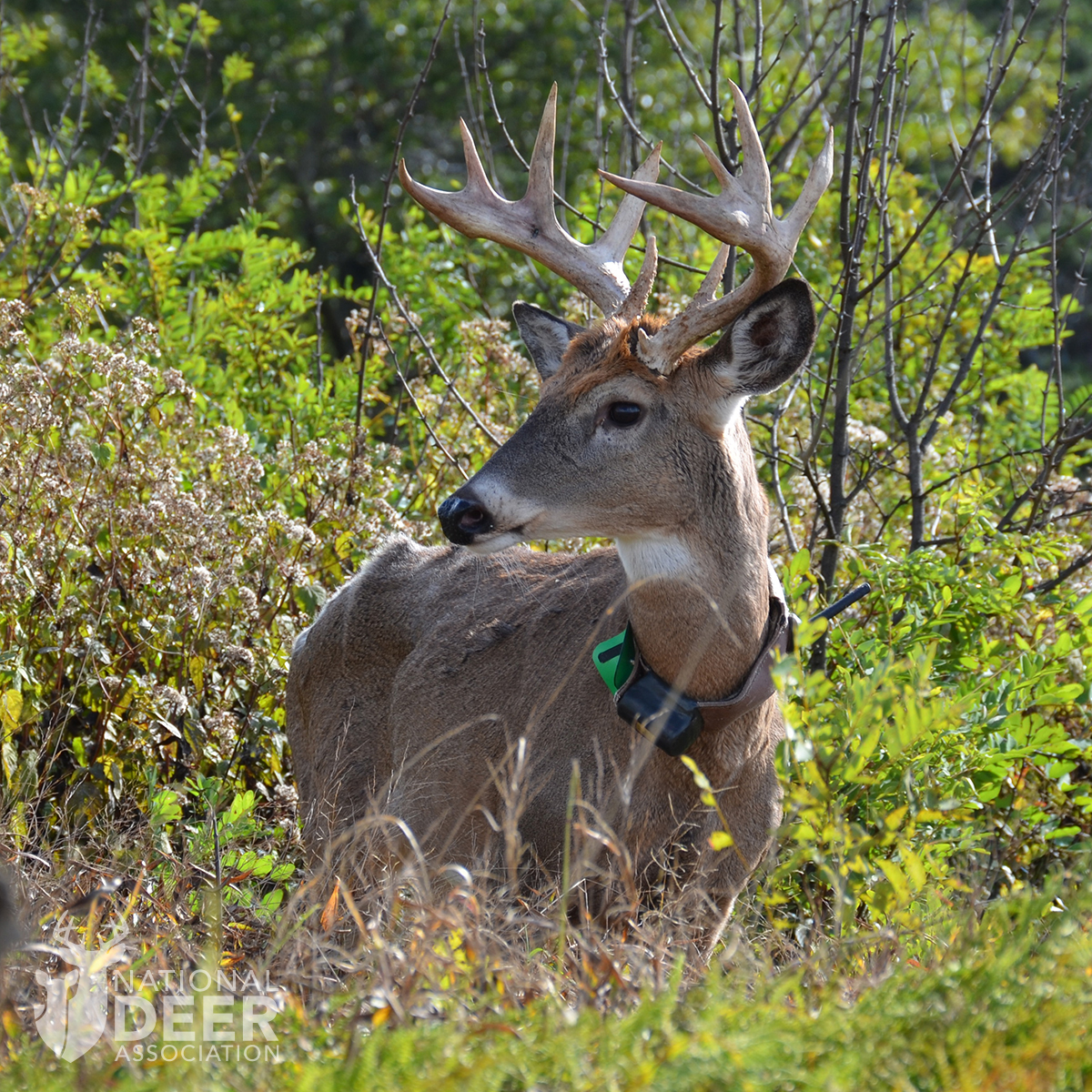 Missouri Woods & Water - The 20 Biggest Deer Research Discoveries