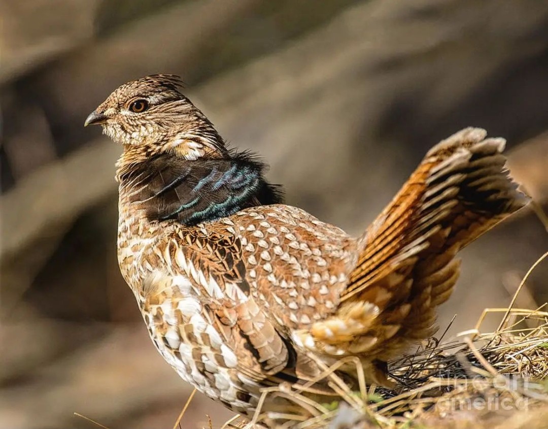 Pennsylvania Woodsman - Grouse and Woodcock Habitat Restoration w/ RGS