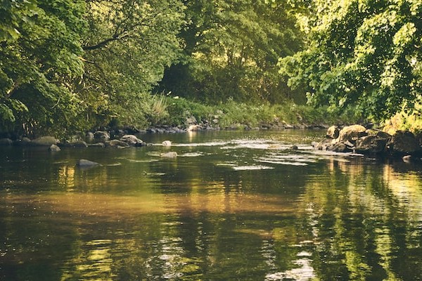 Create a Wildlife Corridor Along a River