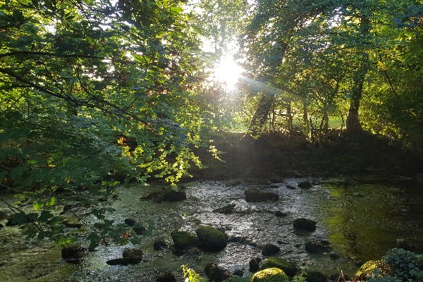 The State of the South Hams' Rivers