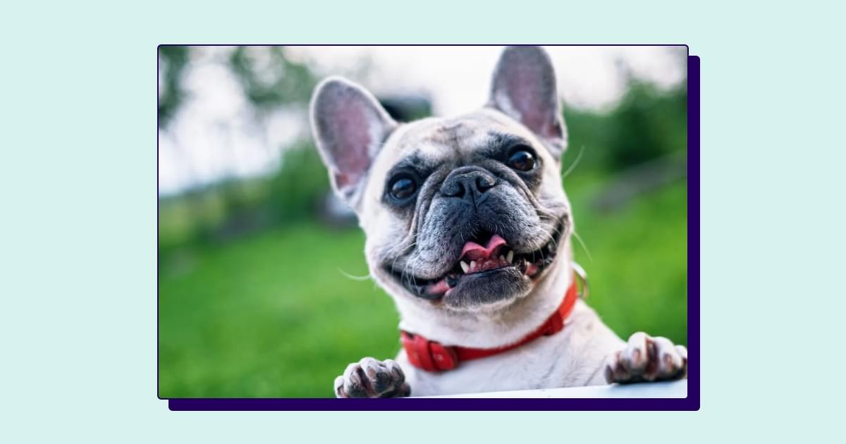 Caring for your pets after you're gone: including them in your estate ...