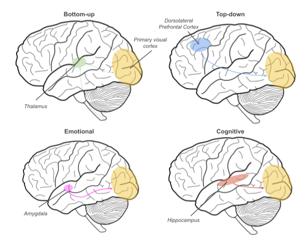 How many types of attention are there? Part 1 | Neurons