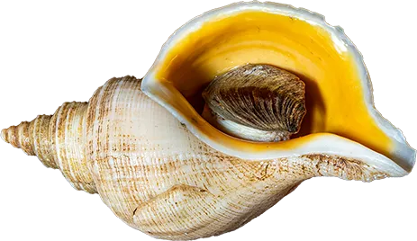 Vissen | NorthSeaChefs