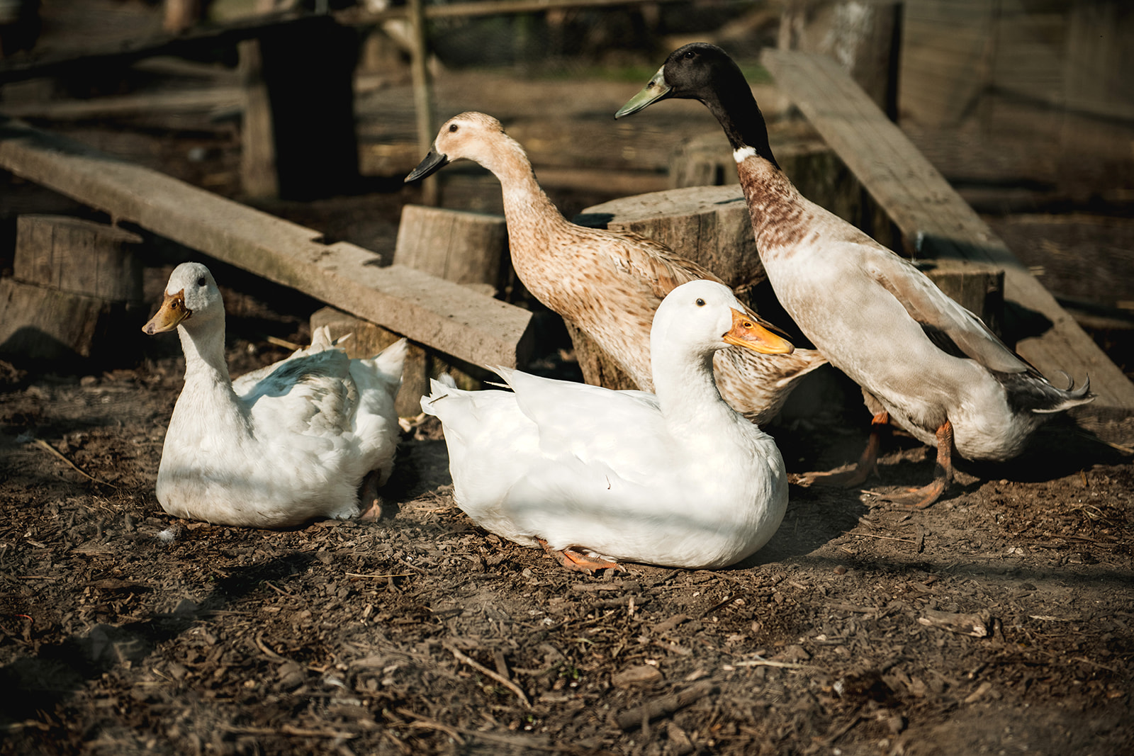 The Small Holding - FAQs