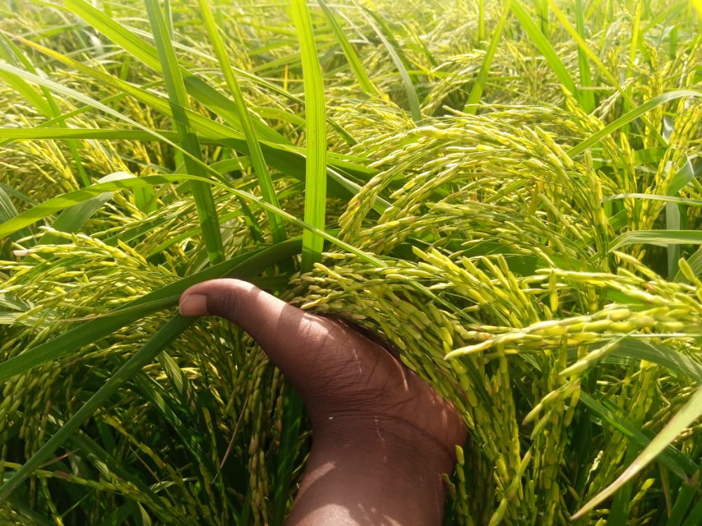 SRI-2030: Regenerative SRI Rice Practices on 50m ha by 2030