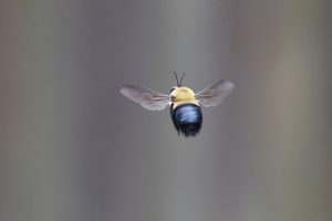 The Carpenter Bee: Bumblebee Imposters!