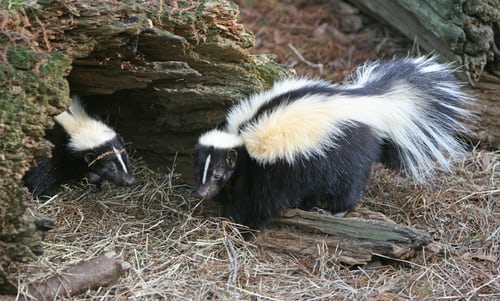 Why Do Skunks Spray?