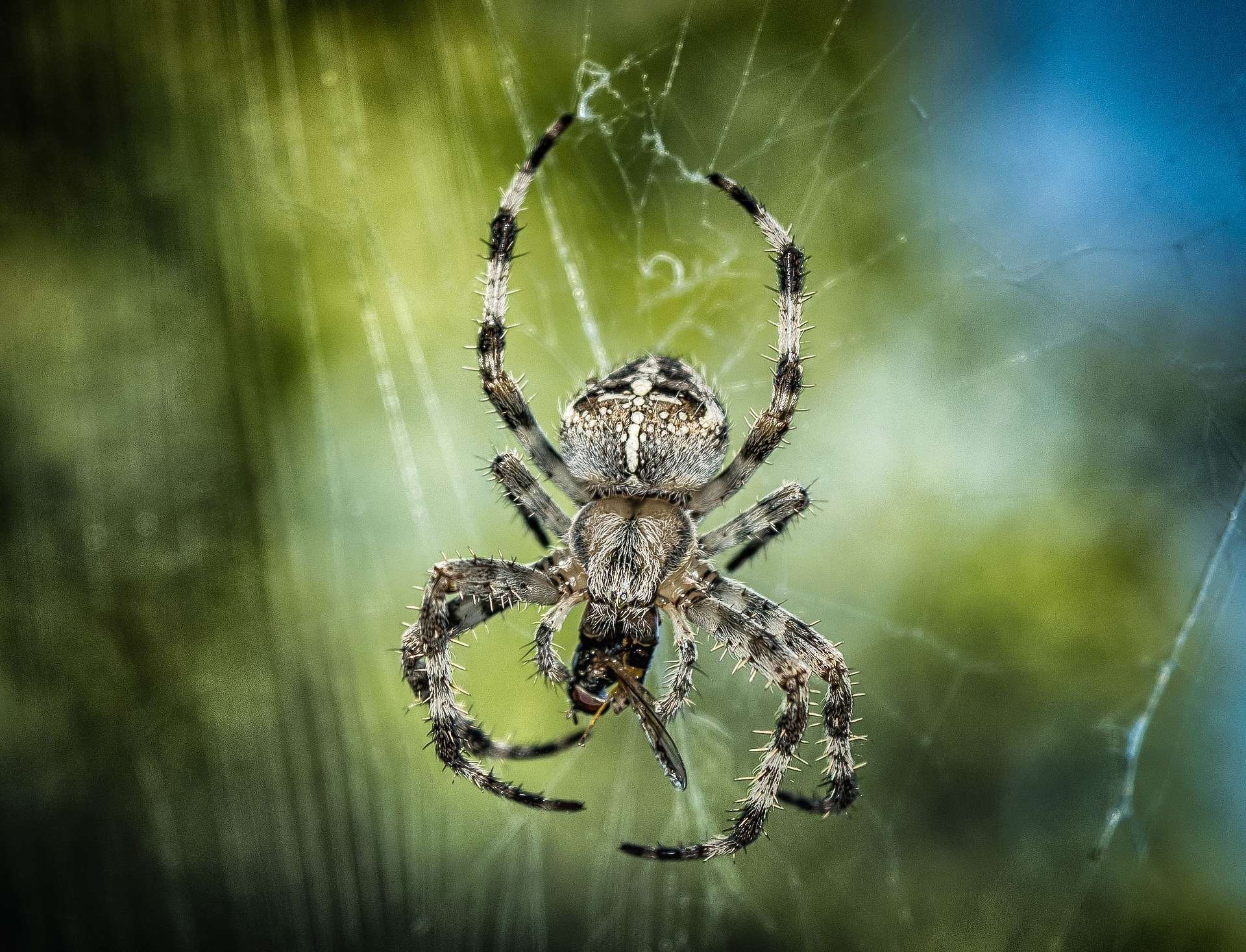 3 Interesting Facts About Spiders