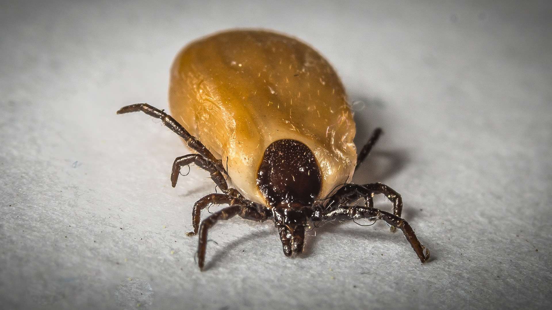 How To Check For Ticks& Where To Find Them