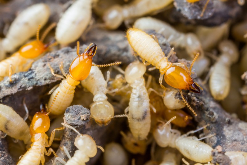 Your Guide To Termite Season in New England