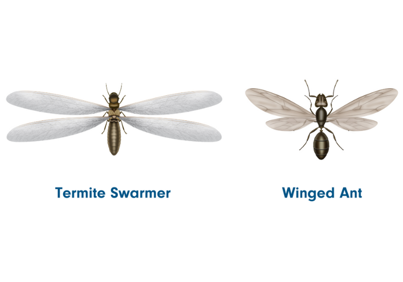 Your Guide To Termite Season in New England