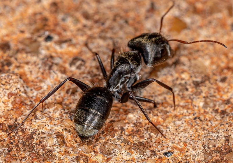 Your Guide To Ant Season in New England