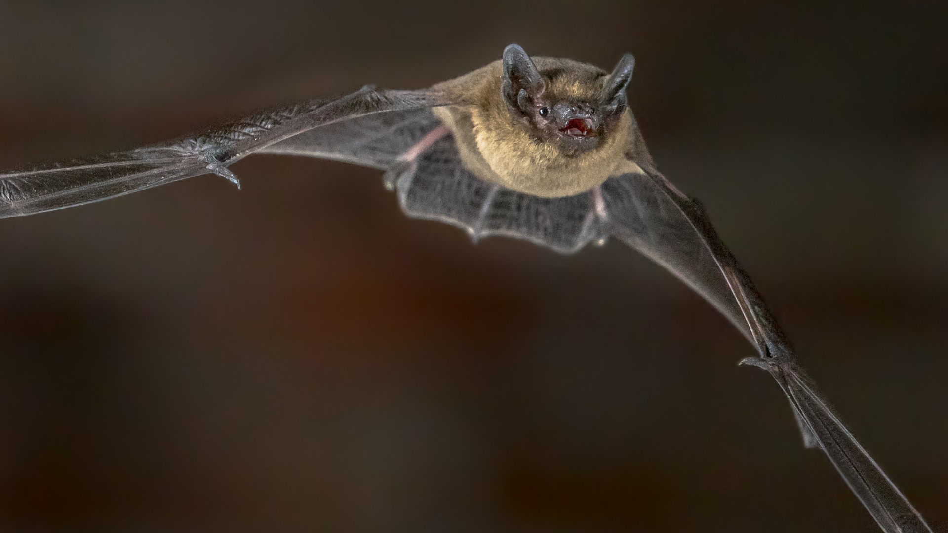 Your Guide To “Oh Sh*t, A Bat Is Flying Around My House!”