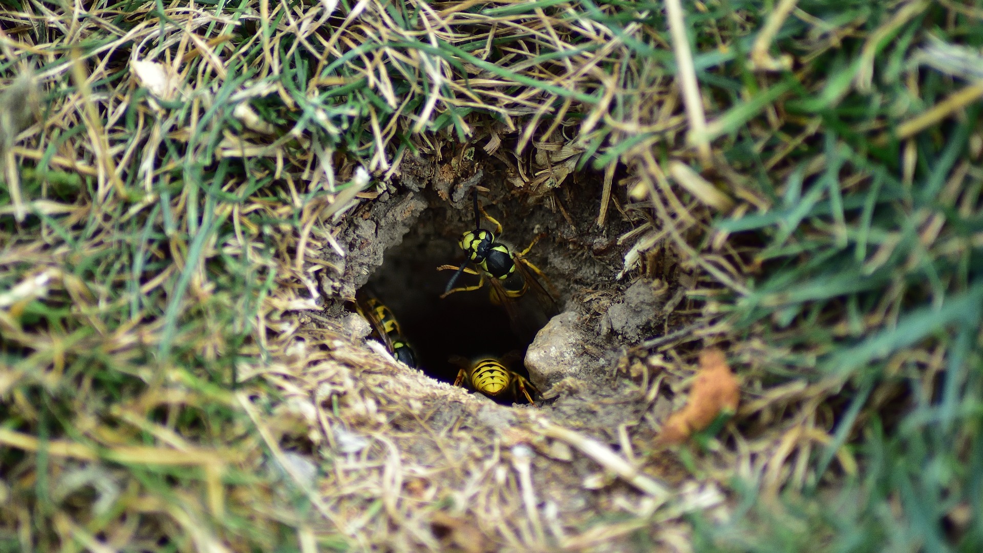 The New Englander's Guide To Stinging Insects