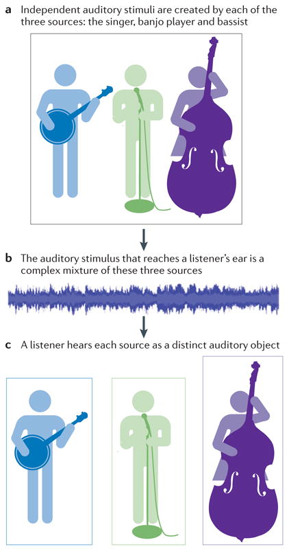 What Part of Your Brain Controls Your Hearing?