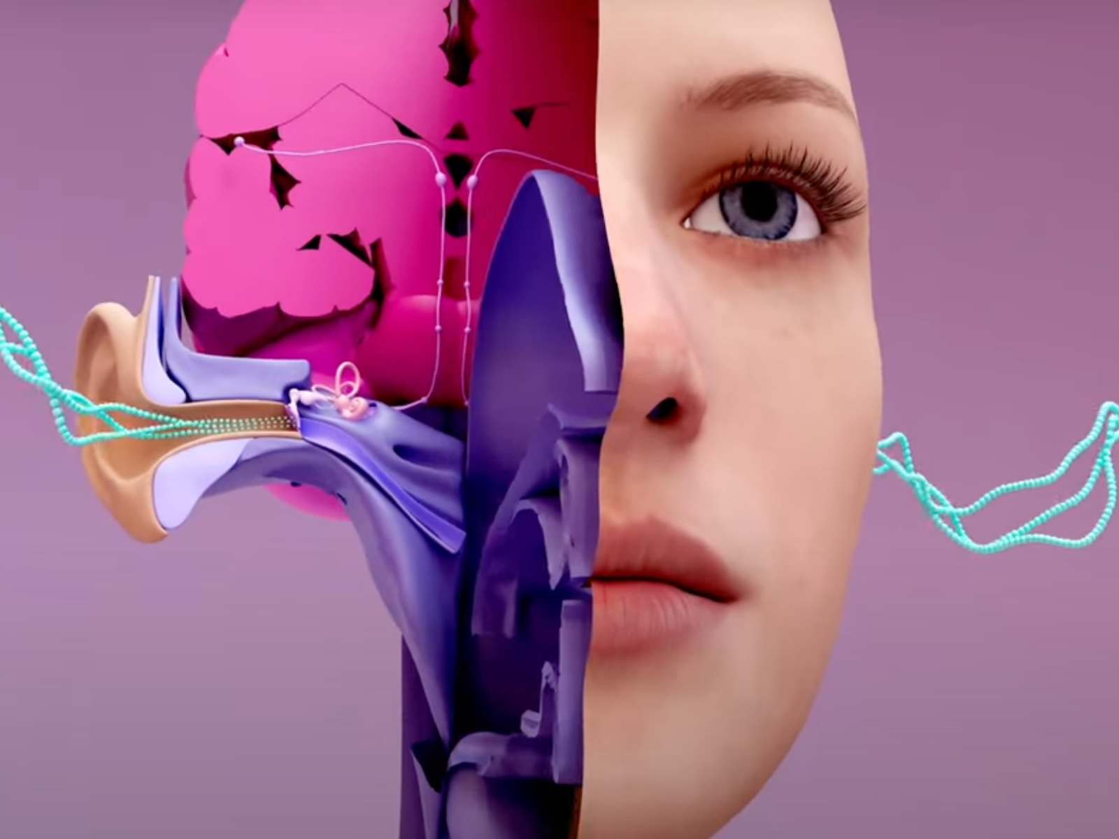 Anatomy Of The Ear: How The Parts Work Together