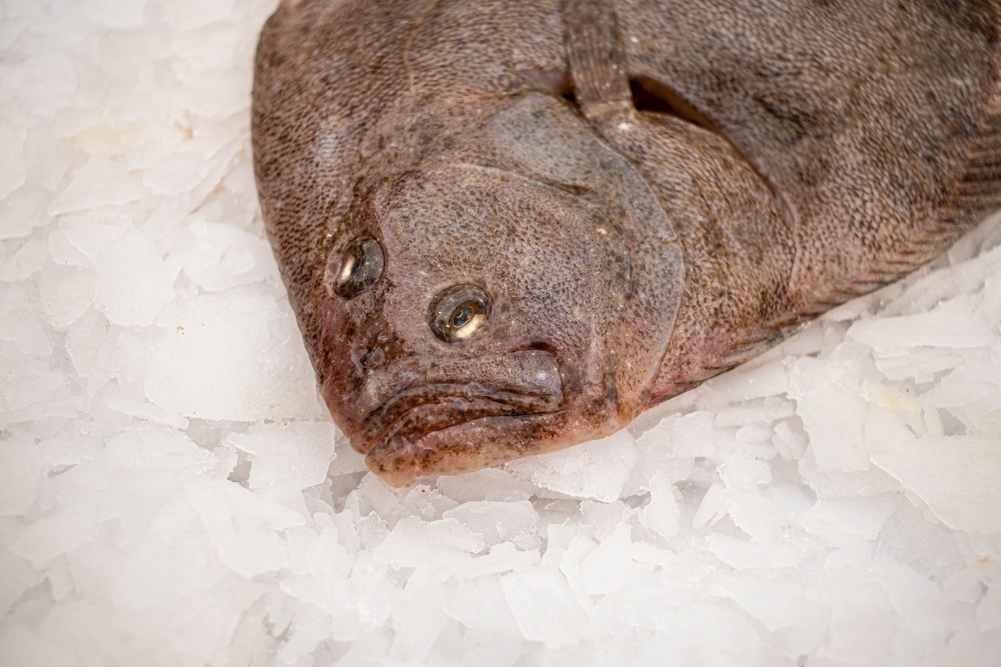 Griet | NorthSeaChefs