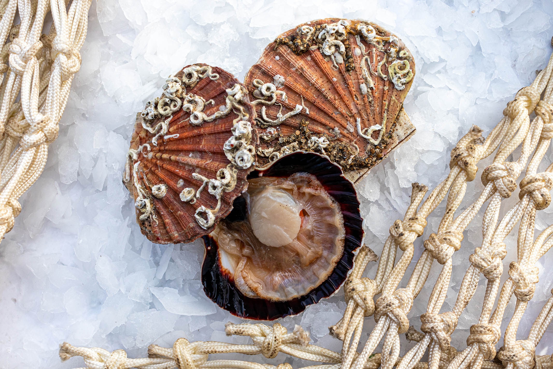 Sint-Jakobs­schelp | NorthSeaChefs