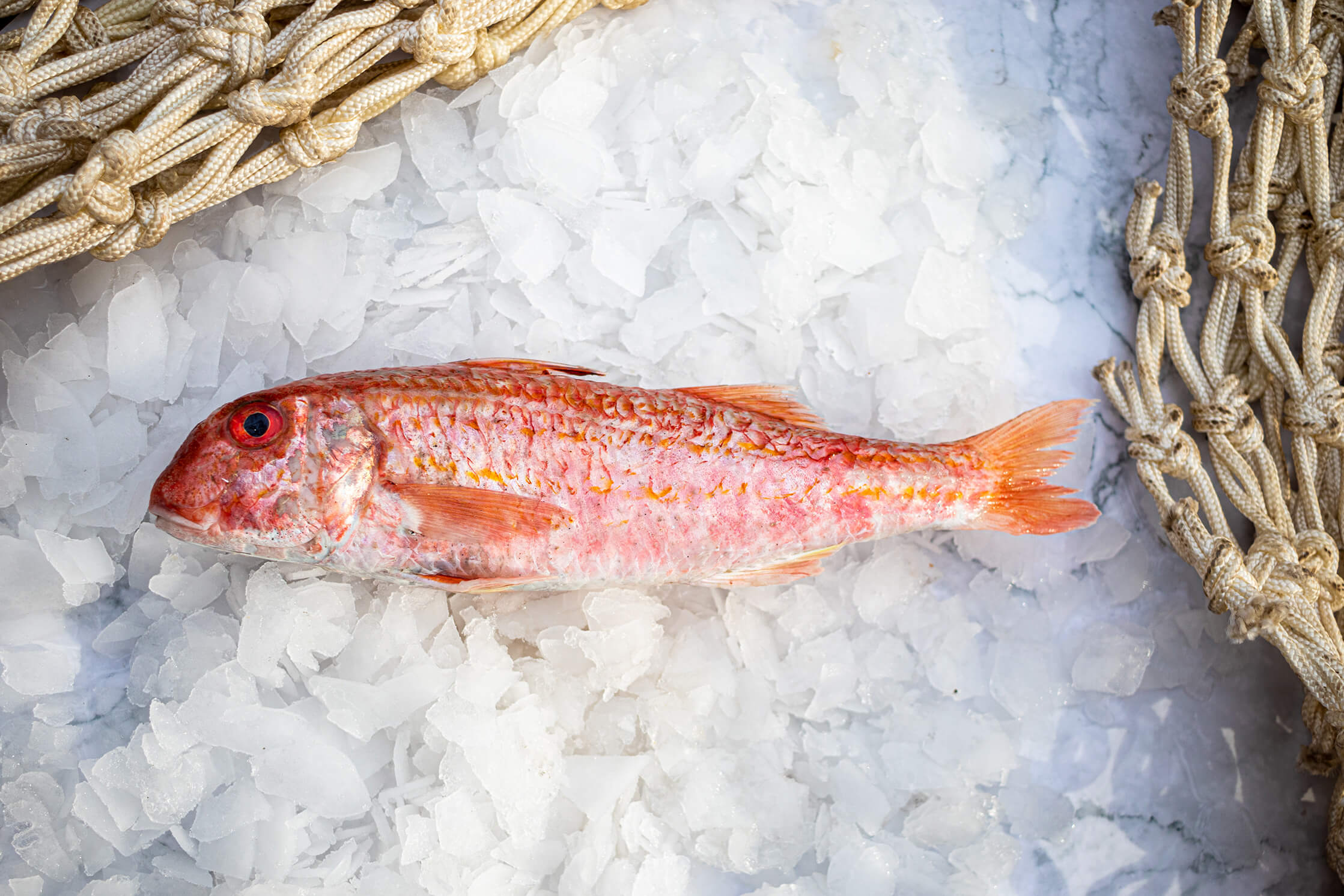 zee­barbeel | NorthSeaChefs