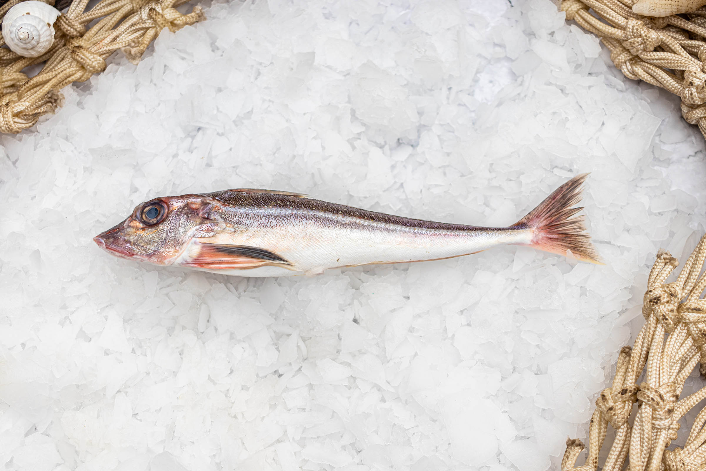 Grauwe poon | NorthSeaChefs