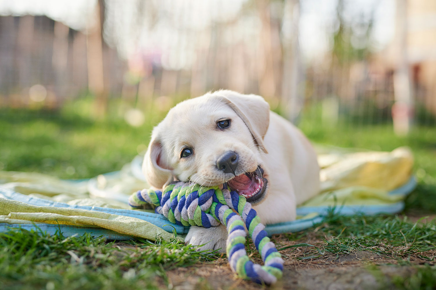 Dog Friendly Hotel In Ben Oregon And Pet Friendly Hotel In Bend OR