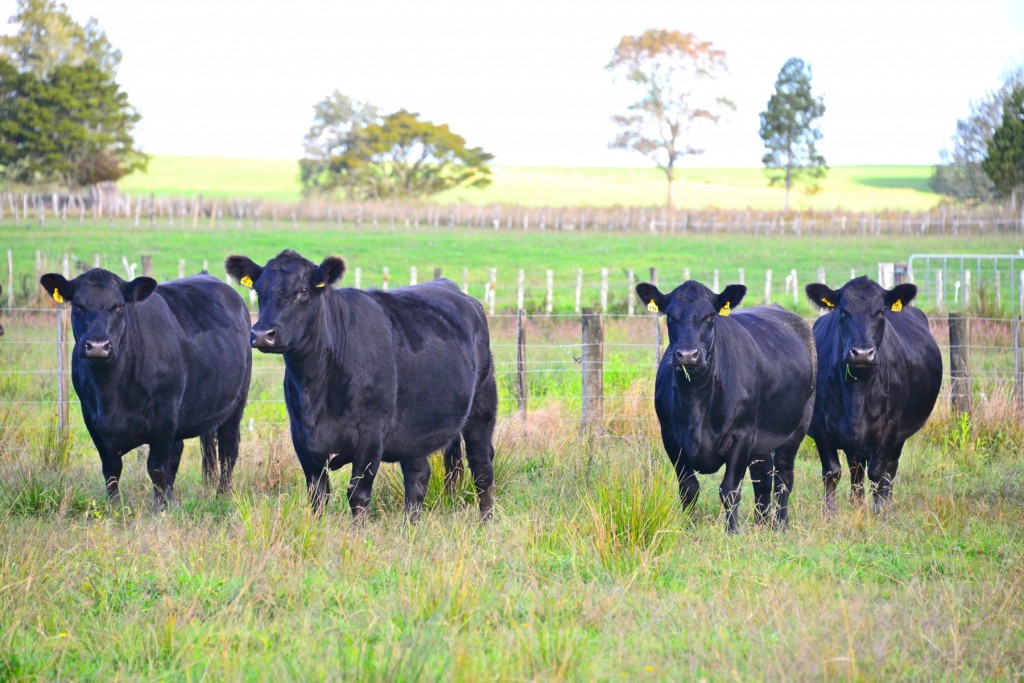 The People and the Farm | Hard Hill Country Genetics
